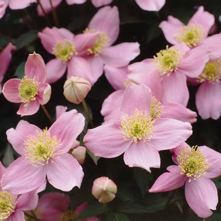 Clematis montana 'Elizabeth' - klemátisz | Florapont