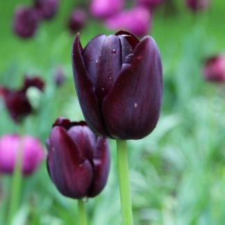 Tulipa 'Queen of Night' - Triumph tulipán | Florapont