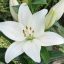 Lilium 'Kent' - ázsiai liliom | Florapont