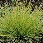 Csenkesz (Festuca) rendelése | Florapont