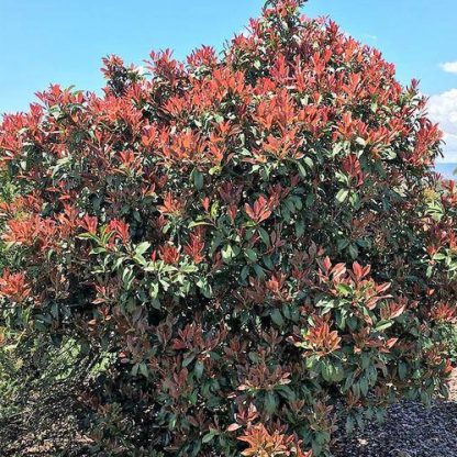 Photinia x fraseri 'Robusta Compacta' - magas, sűrű korallberkenye ...