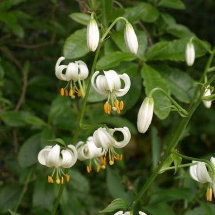 Lilium martagon 'Snowy Morning' - fehér turbánliliom | Florapont