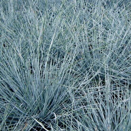 Csenkesz (Festuca) rendelése | Florapont