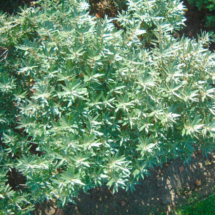 Hippophae rhamnoides 'Hikul' - homoktövis (porzós) | Florapont