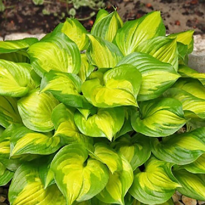 Hosta 'Lakeside Banana Bay' - árnyékliliom | Florapont