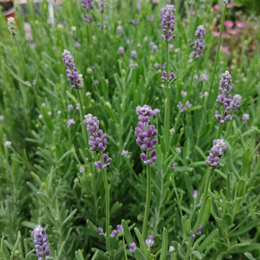 Lavandula angustifolia 'Thumbelina Leigh' - liláskék levendula | Florapont