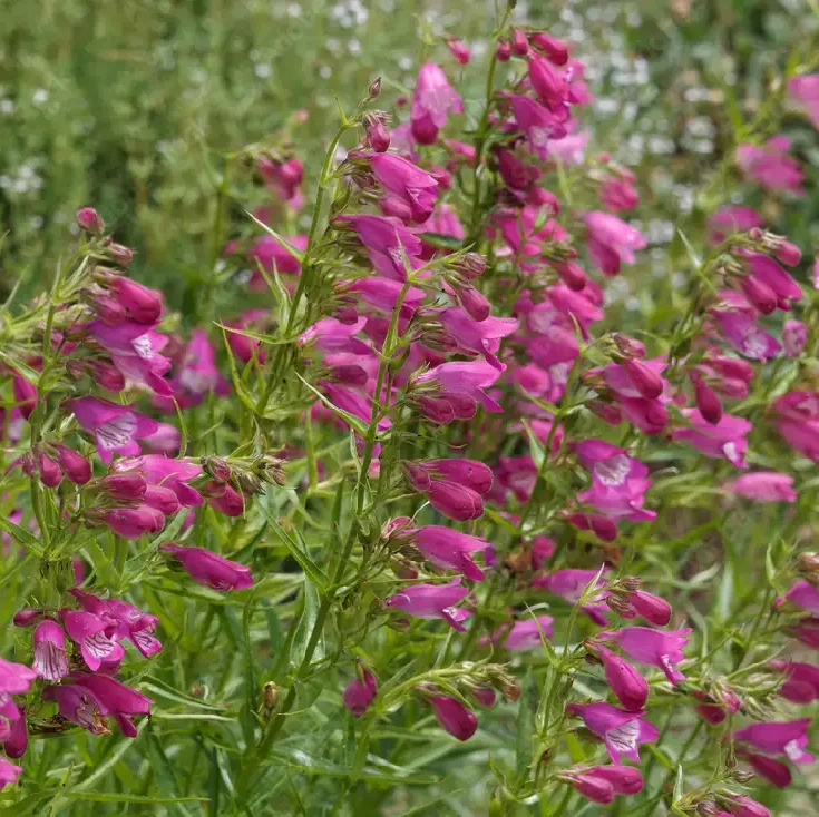 Penstemon 'Quartz Rose' - bugatölcsér | Florapont