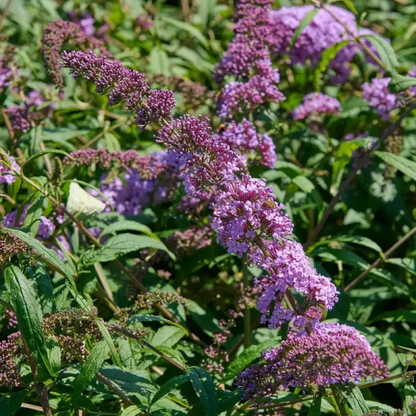 Buddleja davidii 'Purple Prince' - illatos nyáriorgona | Florapont