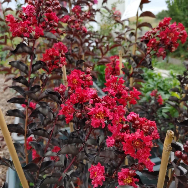 Lagerstroemia indica 'Black Diamond Crimson Red' - bordó levelű, piros ...