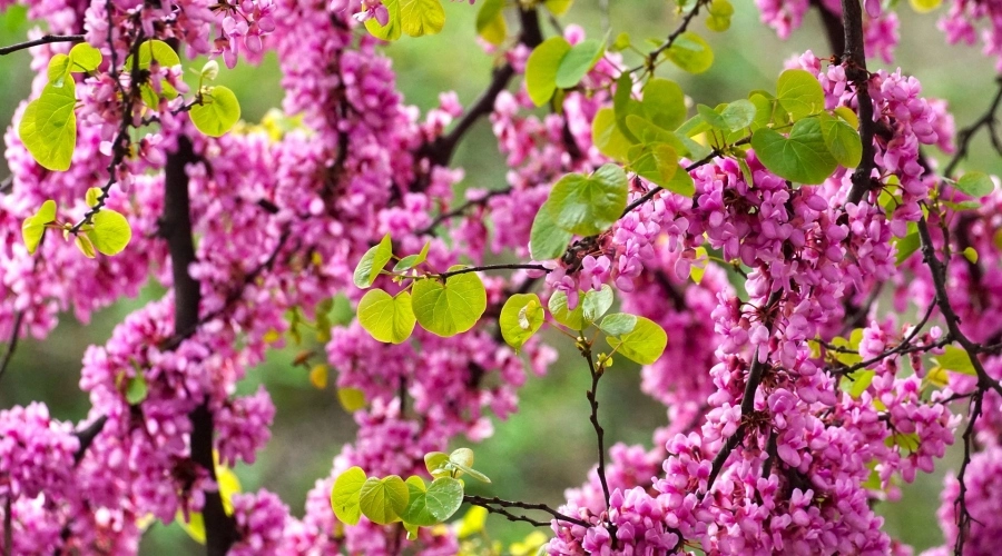 Júdásfa fajták vásárlása | Florapont