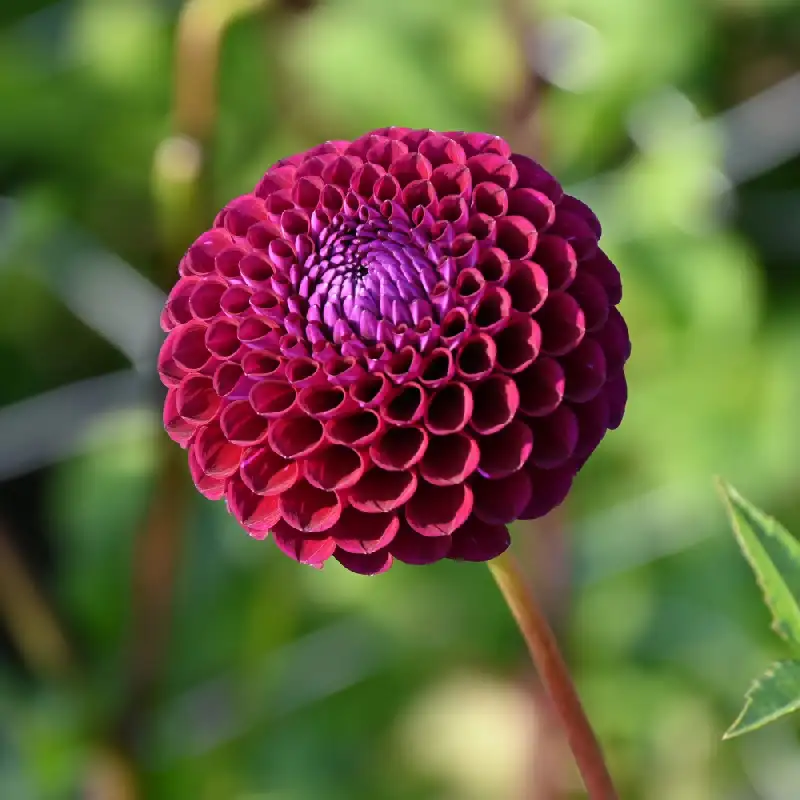 Dahlia 'Downham Royal'- lila dália | Florapont
